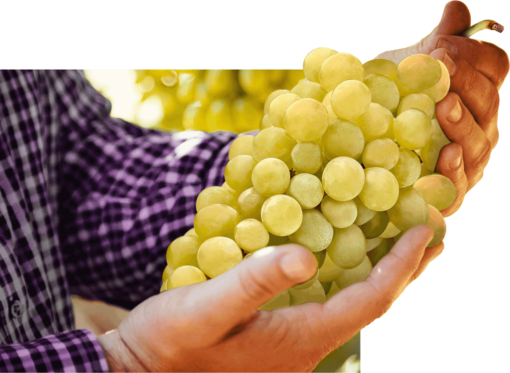 Golden Seedless Grapes | Sunview Marketing Carnival Grapes